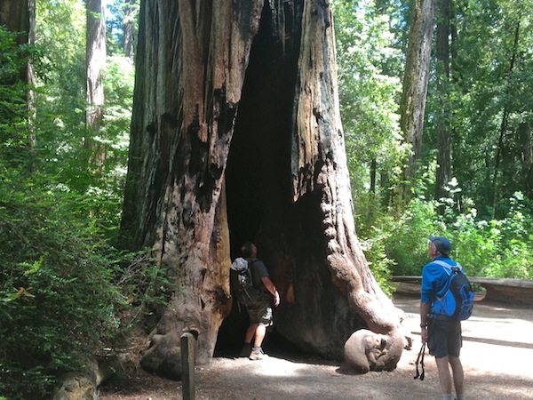redwood in big basin